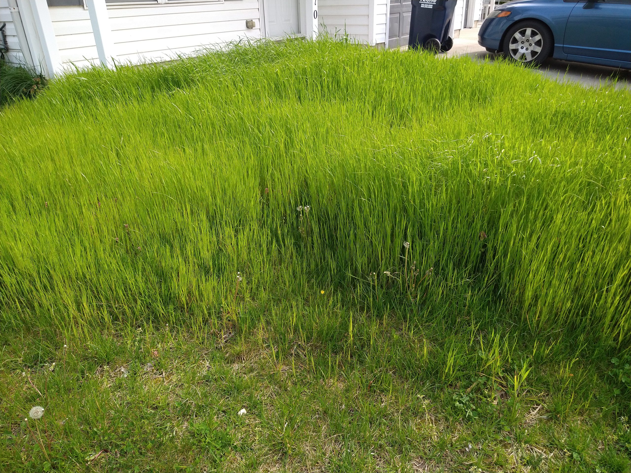 Grass Guys – Lawn Care